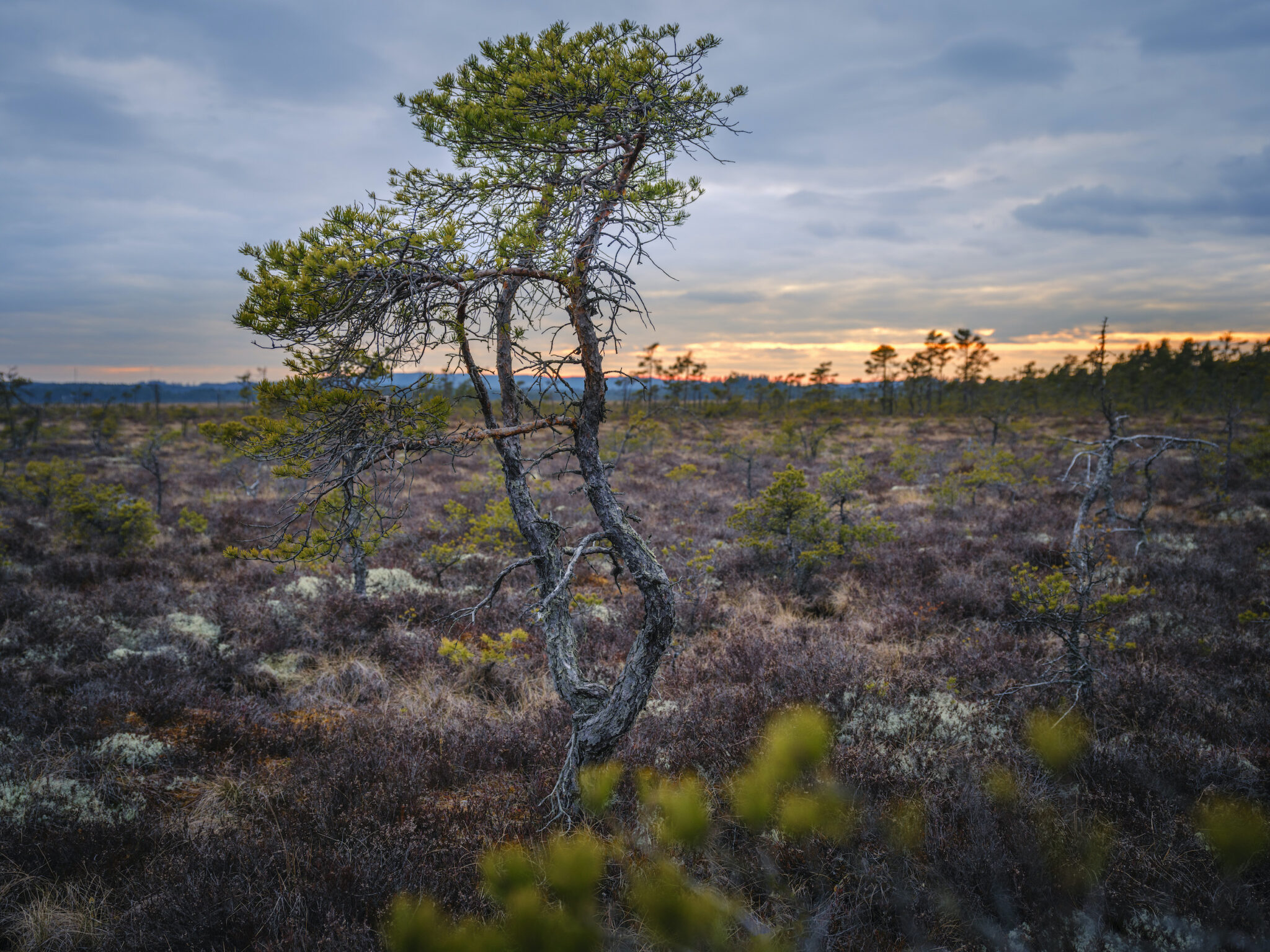 Besök en våtmark - Utemagasinet